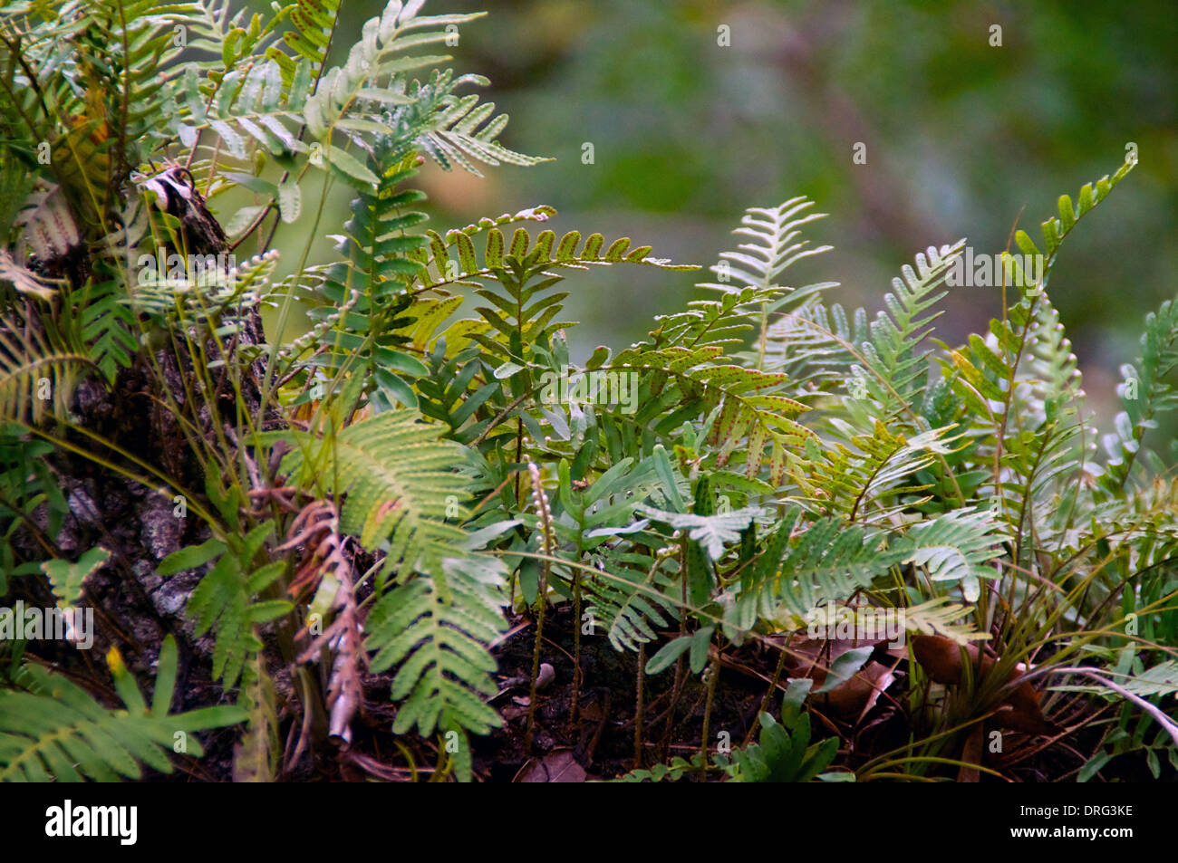 Oak limb hi-res stock photography and images - Alamy
