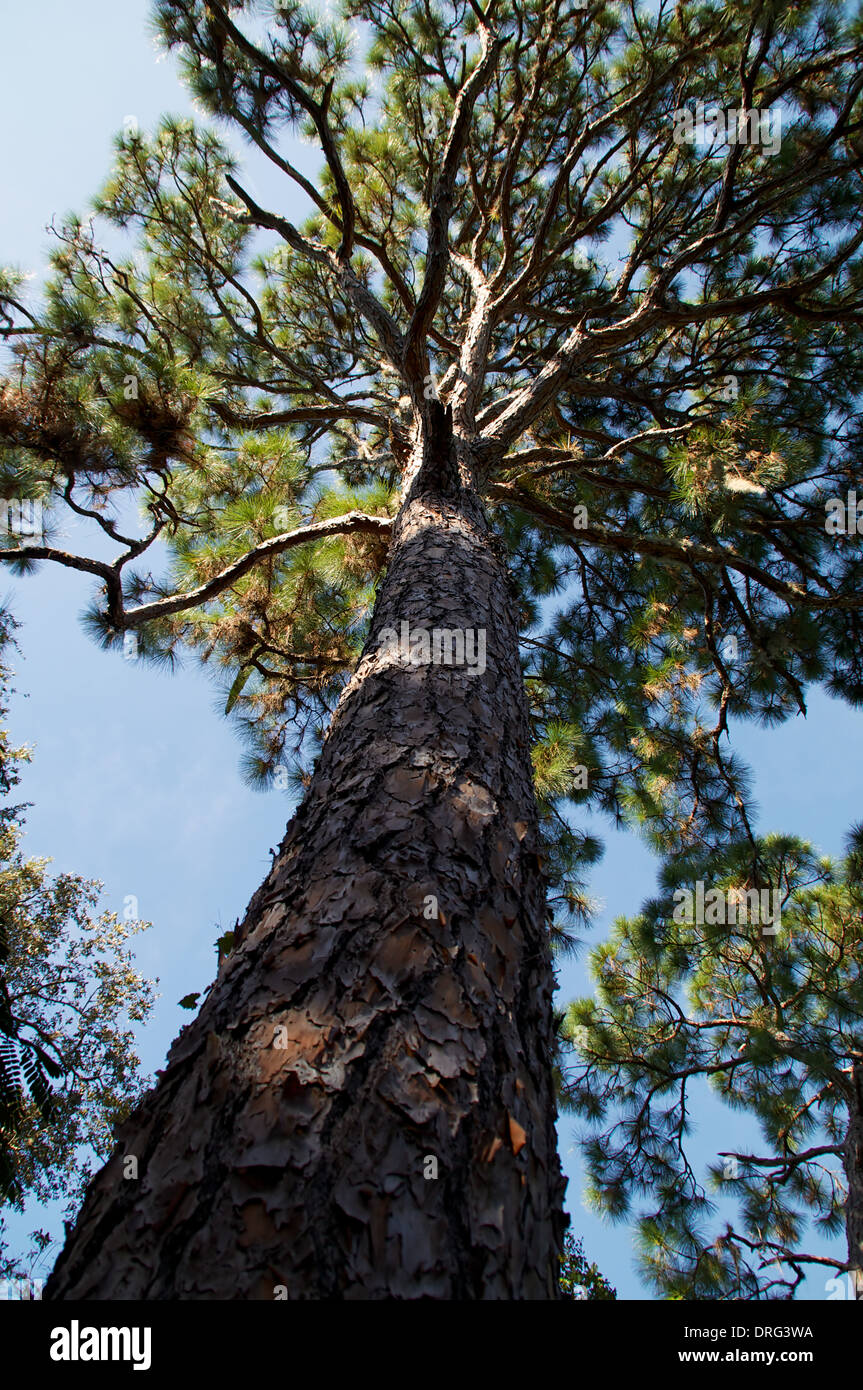Big gnarly tree hi-res stock photography and images - Alamy