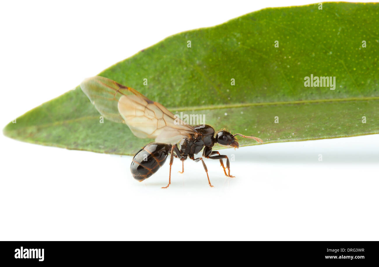 Big black ant hi-res stock photography and images - Alamy