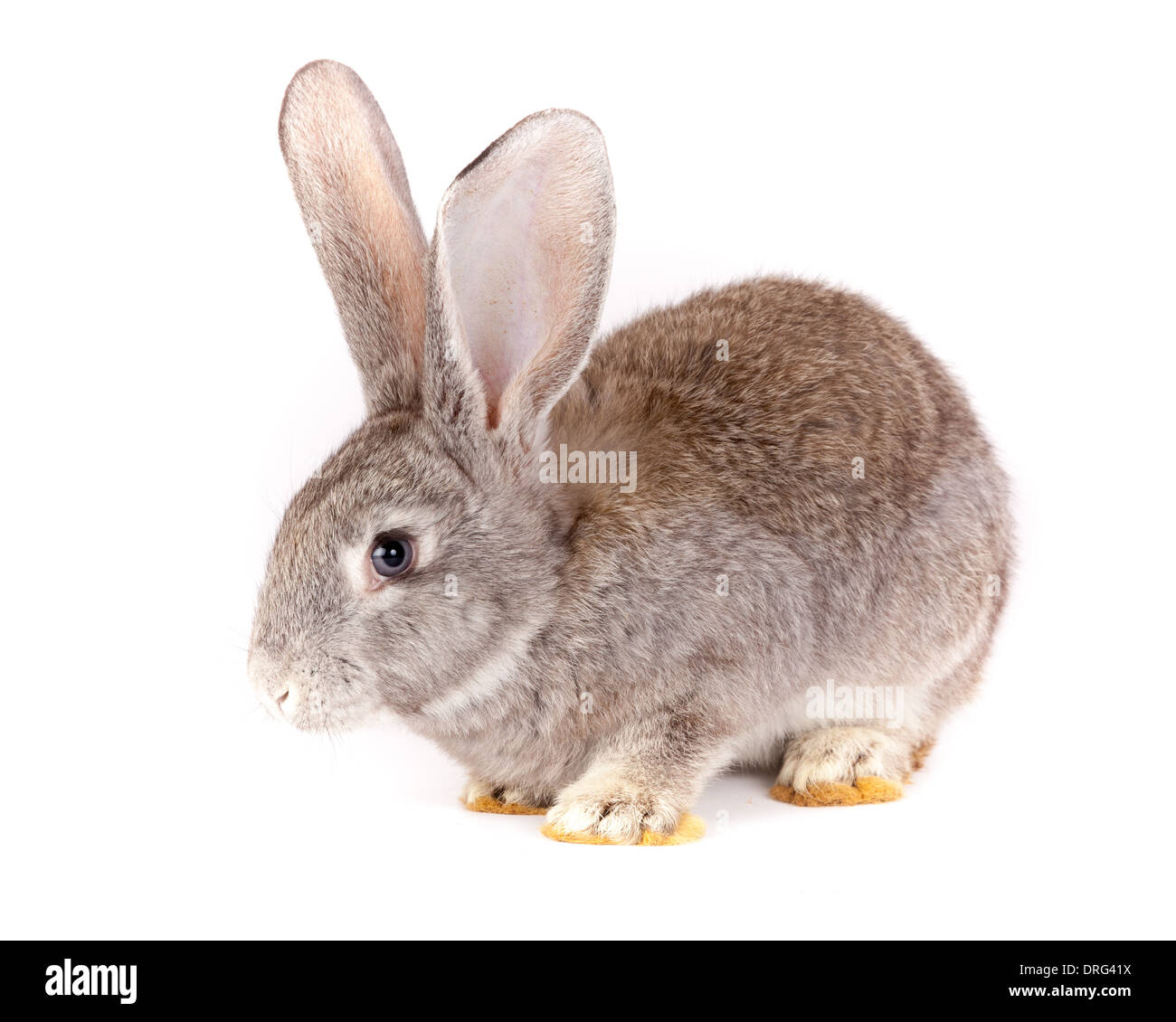 Domestic rabbit it is isolated in studio on a white background Stock ...