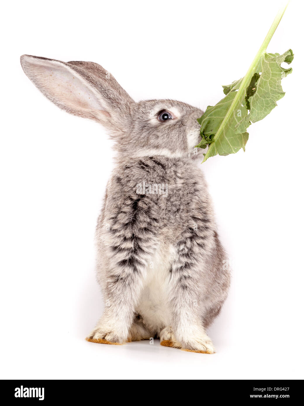Domestic rabbit it is isolated in studio on a white background Stock ...