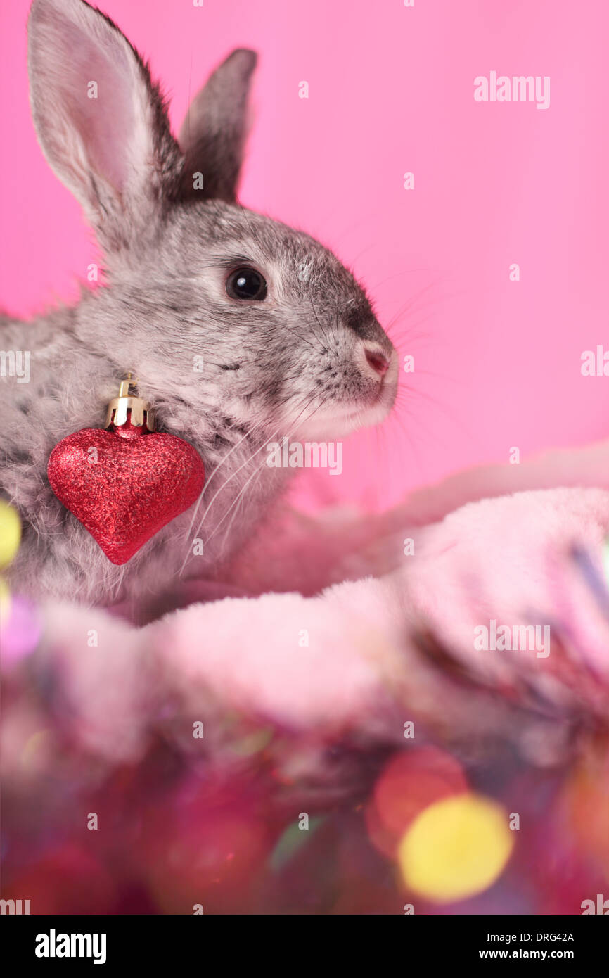 rabbit in pink background Stock Photo - Alamy