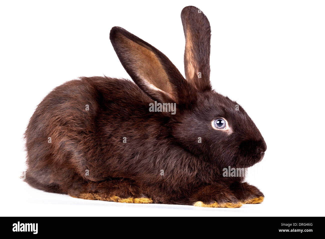 Domestic rabbit it is isolated in studio on a white background Stock ...