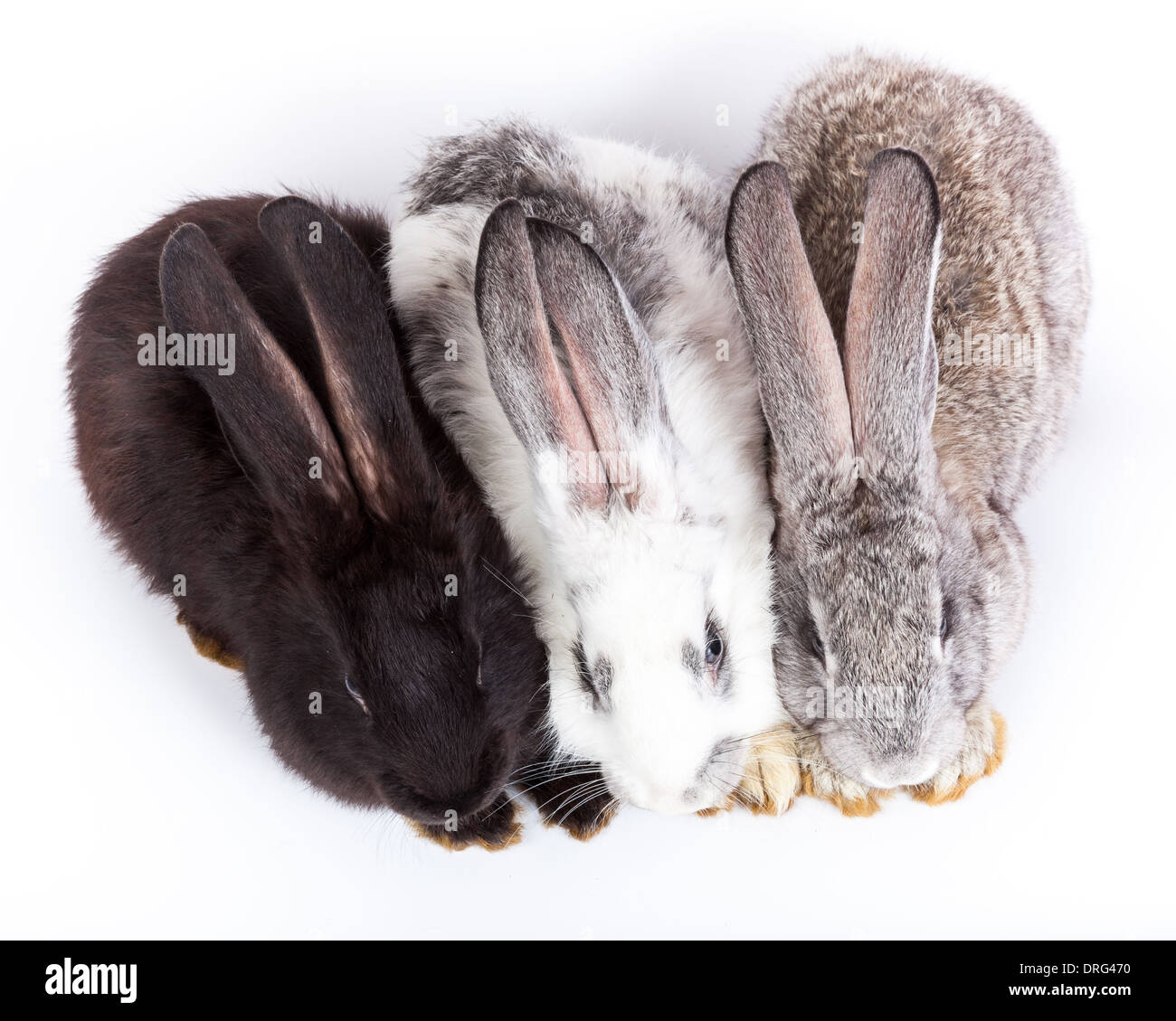 Domestic rabbit it is isolated in studio on a white background Stock ...
