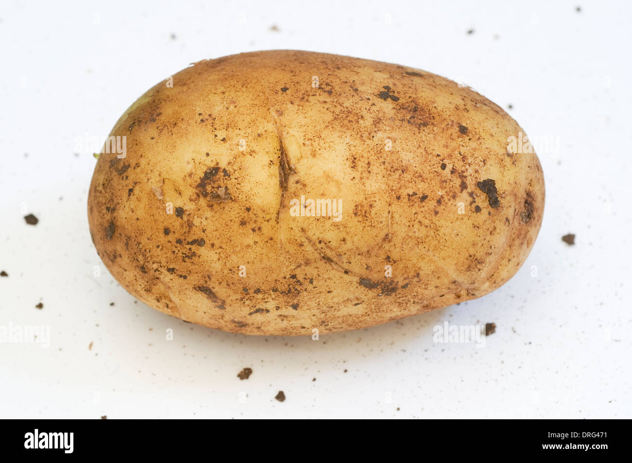 a single potato with soil Stock Photo - Alamy