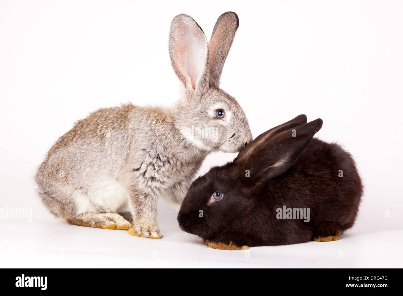 Domestic rabbit it is isolated in studio on a white background Stock ...