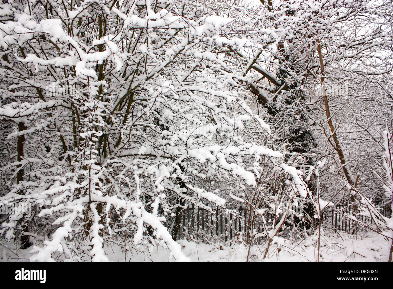 Branches of a tree covered in snow Stock Photo - Alamy