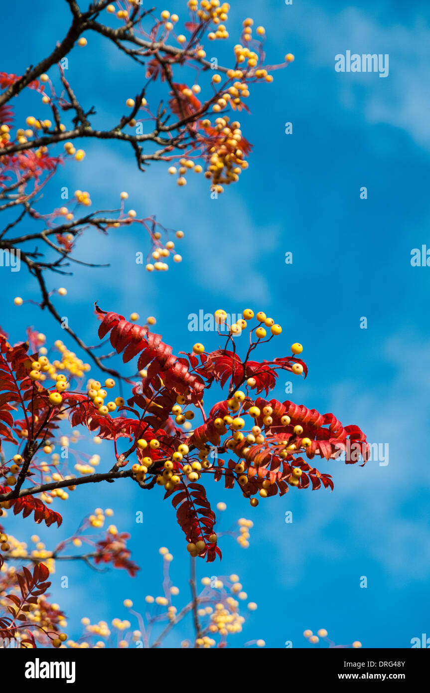 Looking up through the autumn coloured leaves and yellow berries of a ...