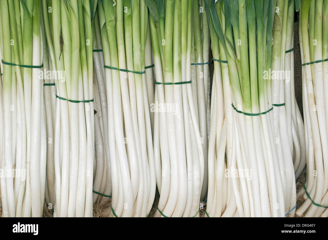 Leek bunches hi-res stock photography and images - Alamy