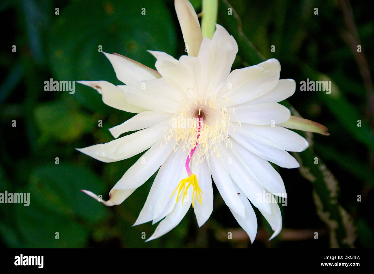 Night Blooming Cereus Cactus High Resolution Stock Photography and ...