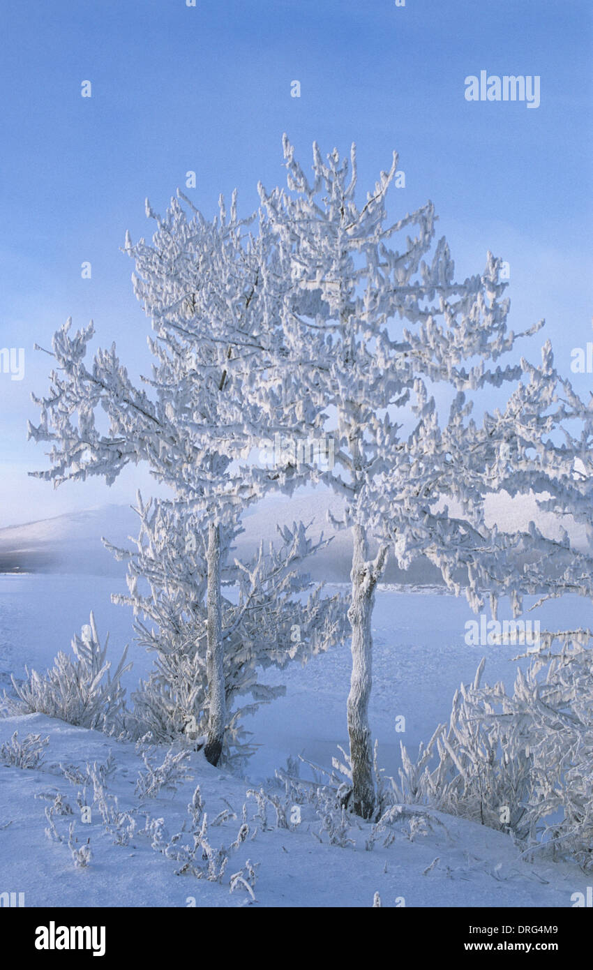 Frozen tree in Ust-Nera in -42 C (-43.6 F) , Northeastern Siberia Stock ...
