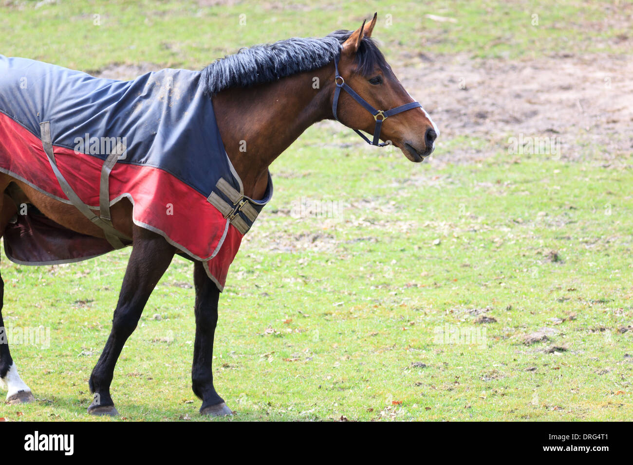 Horse in a special cape outdoors Stock Photo - Alamy