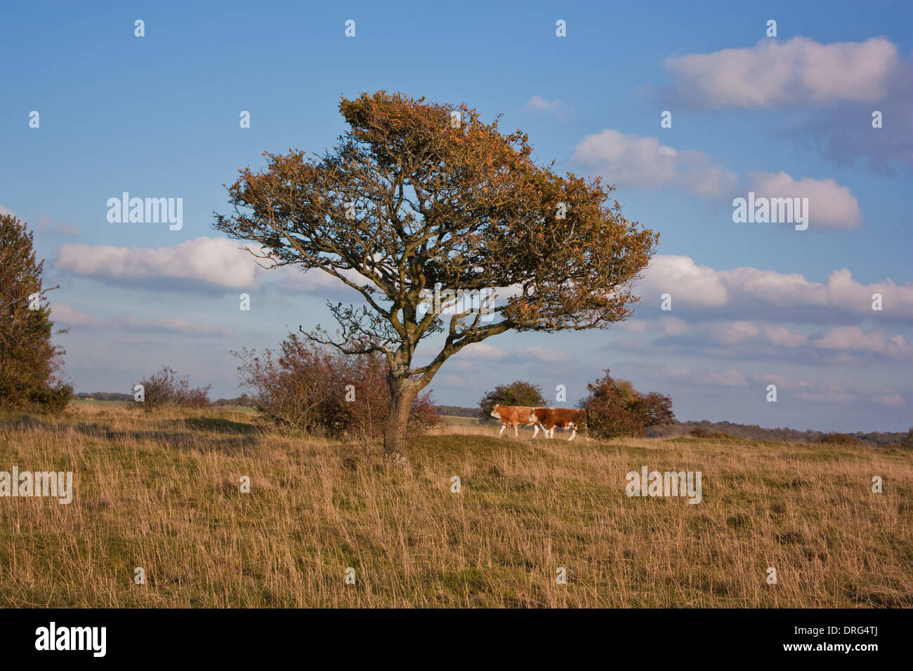 Rodborough common hi-res stock photography and images - Alamy