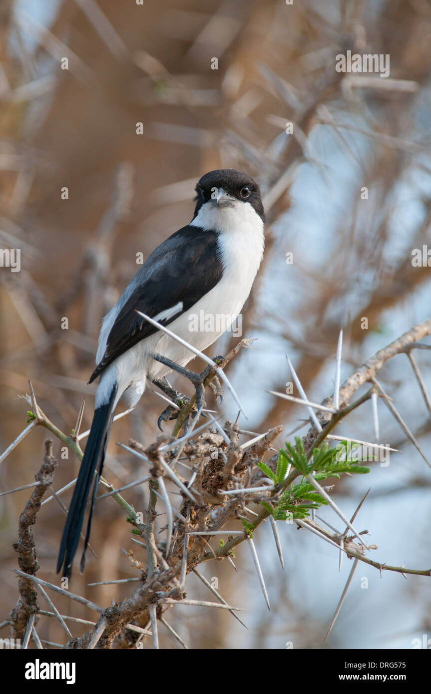 Long-tailed fiscal shrike (Lanius cabanisi) perched in an acacia tree ...
