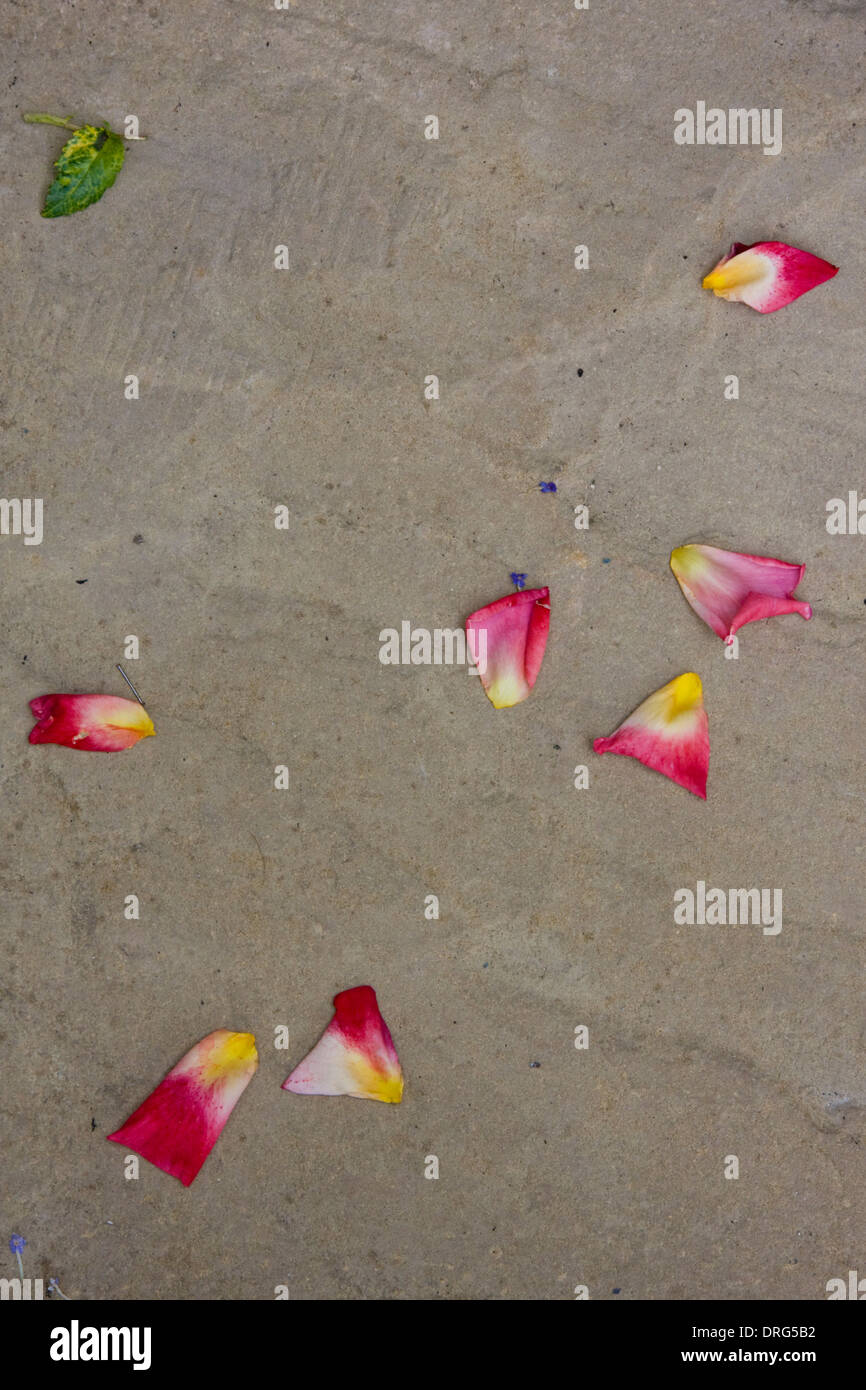 Seven petals hi-res stock photography and images - Alamy