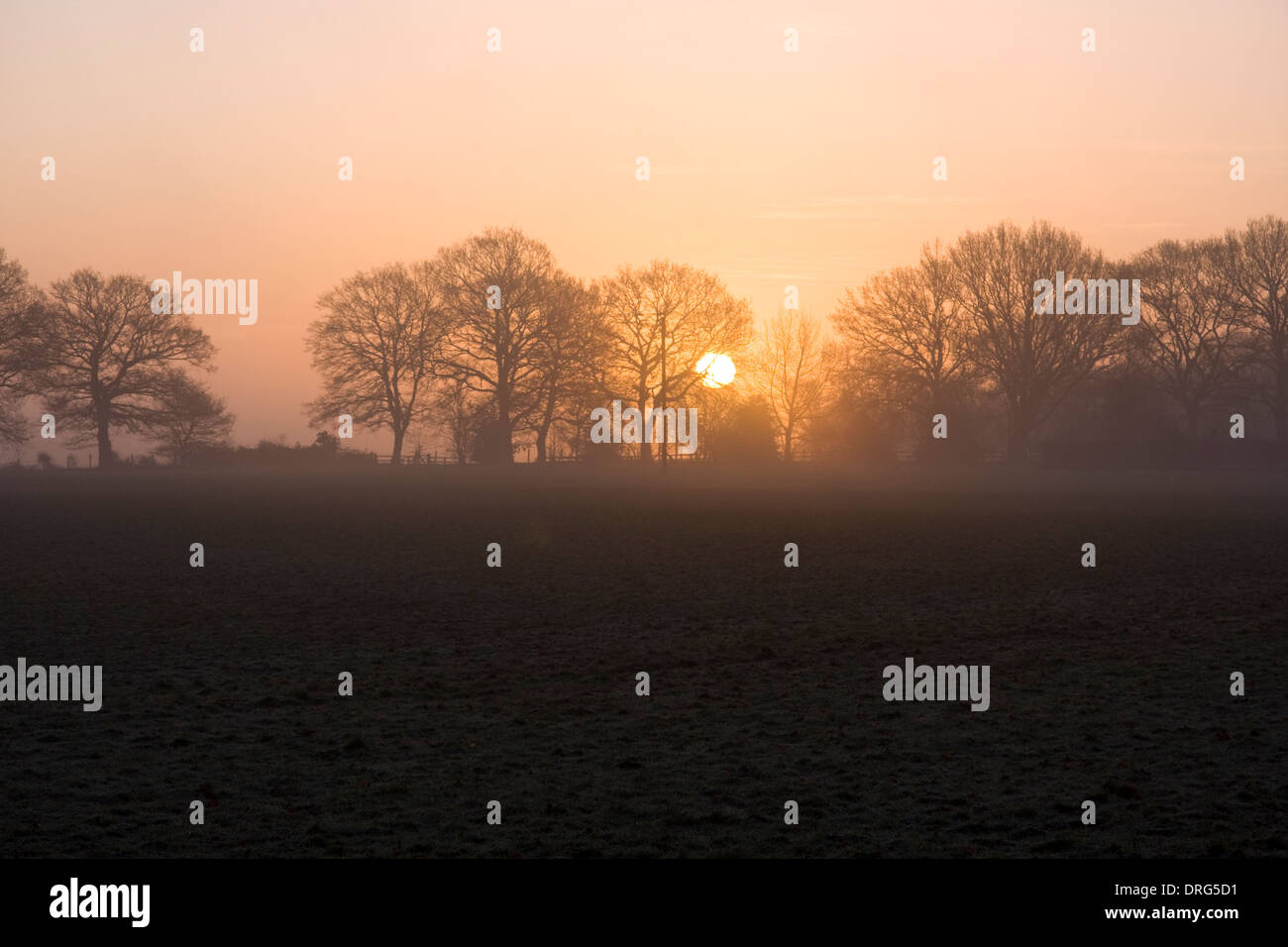 Sunrise through trees hi-res stock photography and images - Alamy