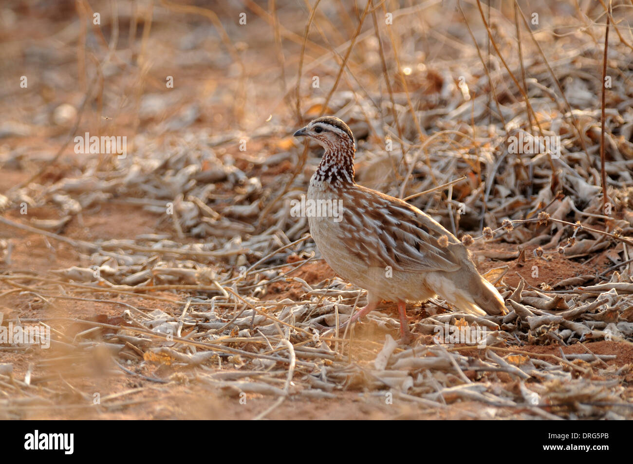 Crested francolin (Francolinus sephaena Stock Photo - Alamy