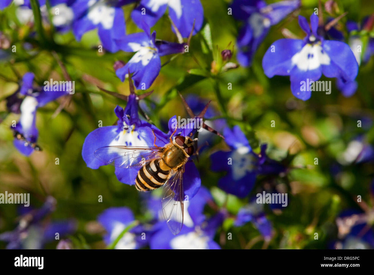 Scottish insects hi-res stock photography and images - Alamy