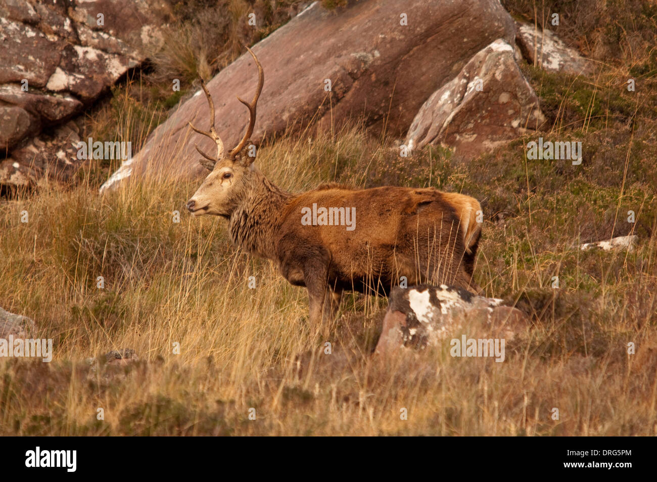 Wild Red Deer Stag Stock Photo - Alamy