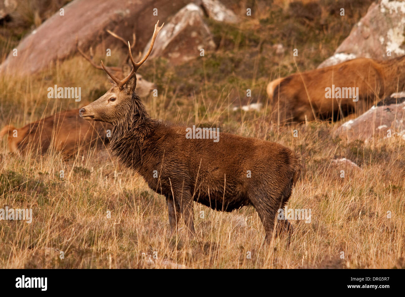 Wild Red Deer Stag Stock Photo - Alamy