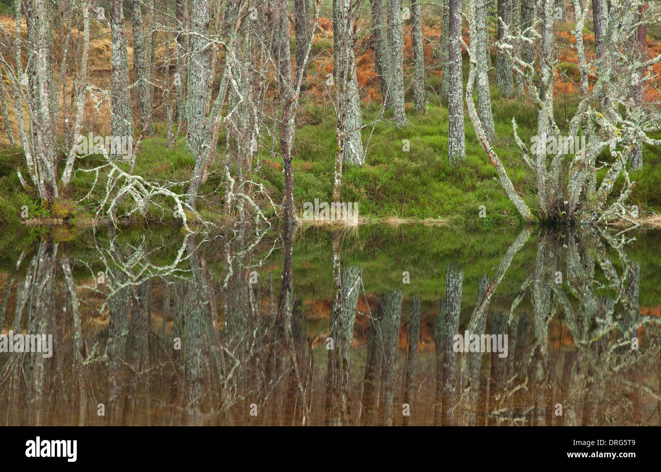Reflections on Loch Achilty Stock Photo - Alamy