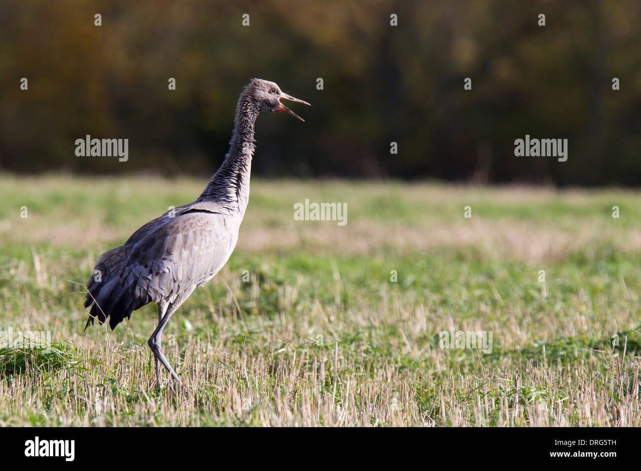 Crane chick hi-res stock photography and images - Alamy