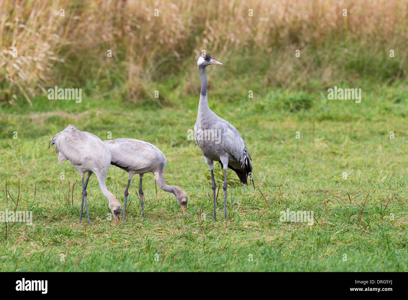 Common cranes hi-res stock photography and images - Alamy
