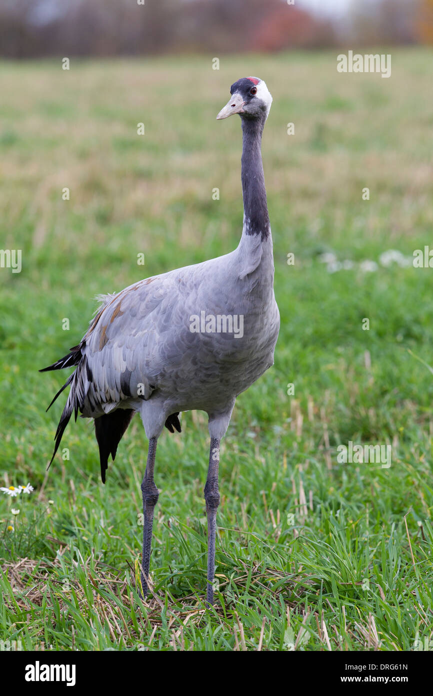 Adult crane hi-res stock photography and images - Alamy