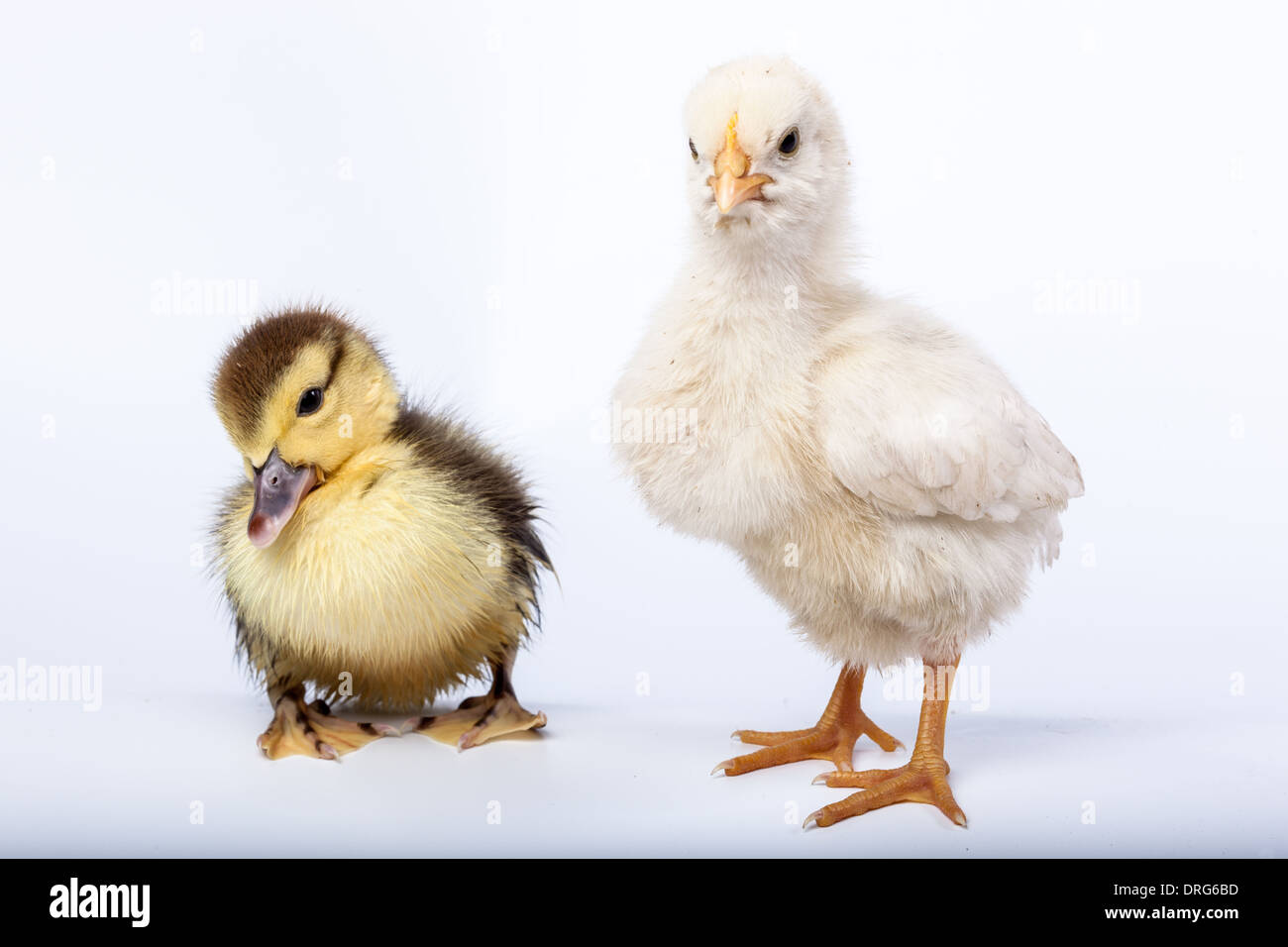 Chicken and duckling in studio isolated on white background Stock Photo ...