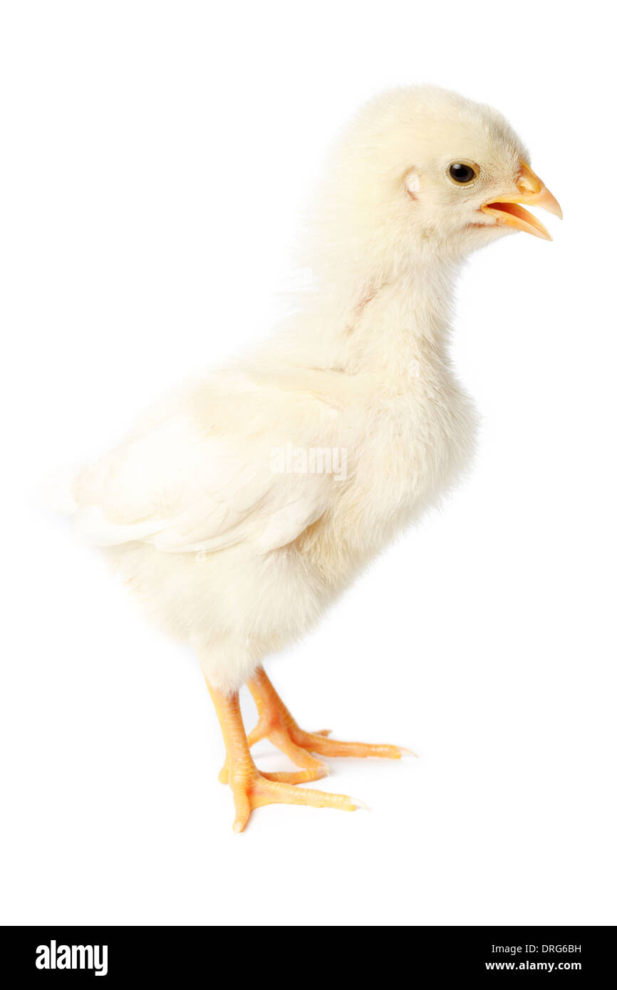 Chicken in studio isolated on white background Stock Photo - Alamy