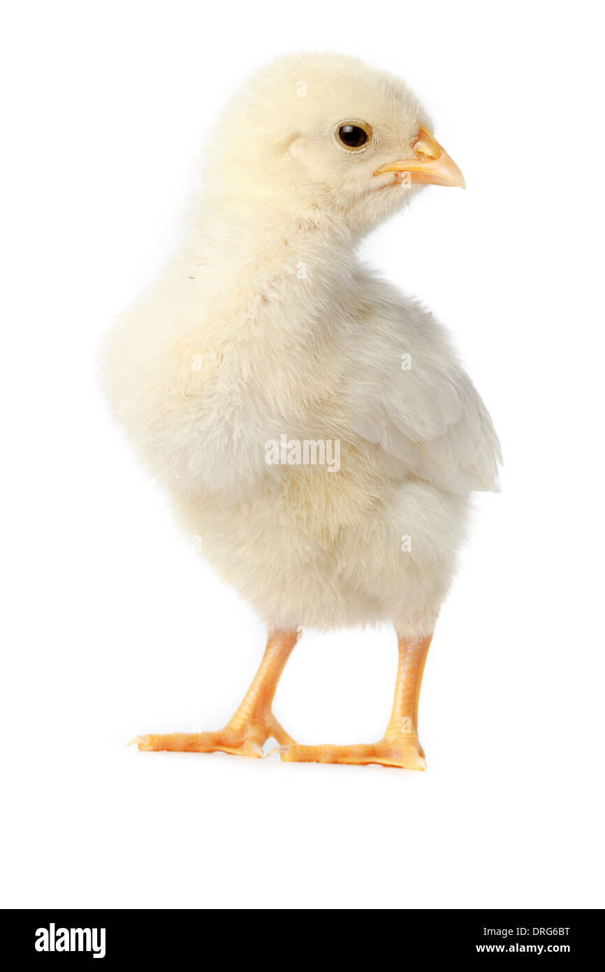 Chicken in studio isolated on white background Stock Photo - Alamy