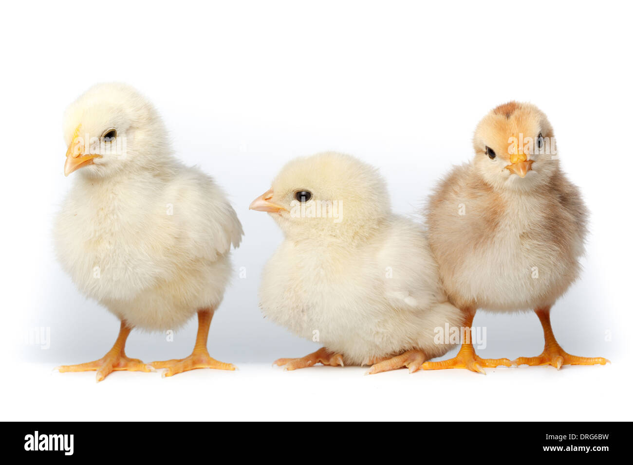 Chicken in studio isolated on white background Stock Photo - Alamy