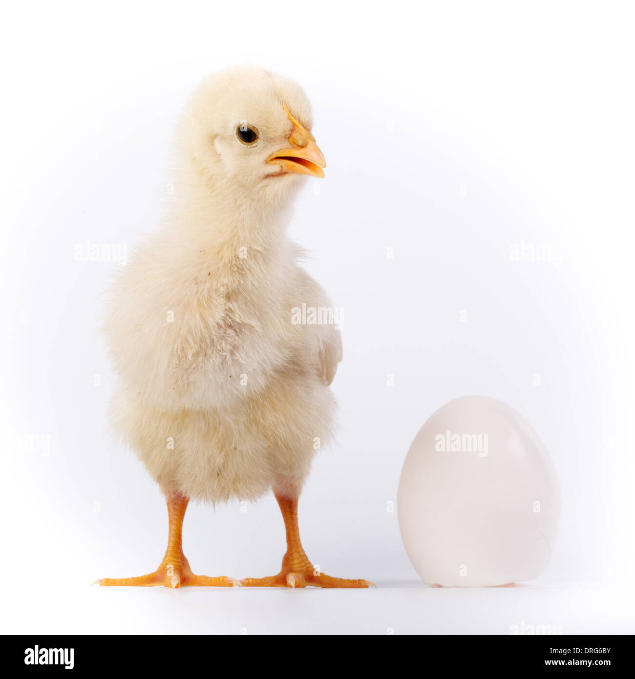 Chicken in studio isolated on white background Stock Photo - Alamy