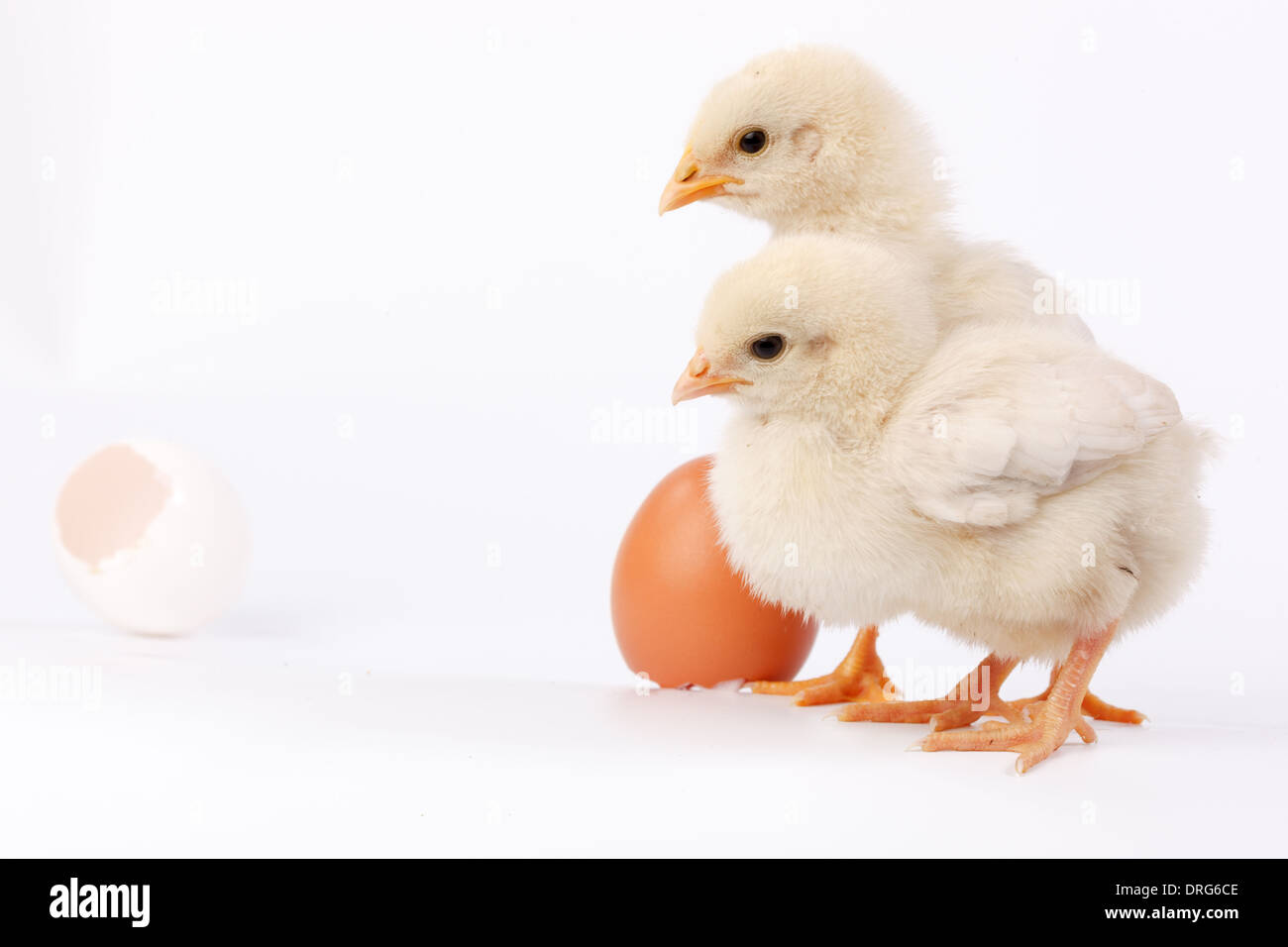 Chicken in studio isolated on white background Stock Photo - Alamy