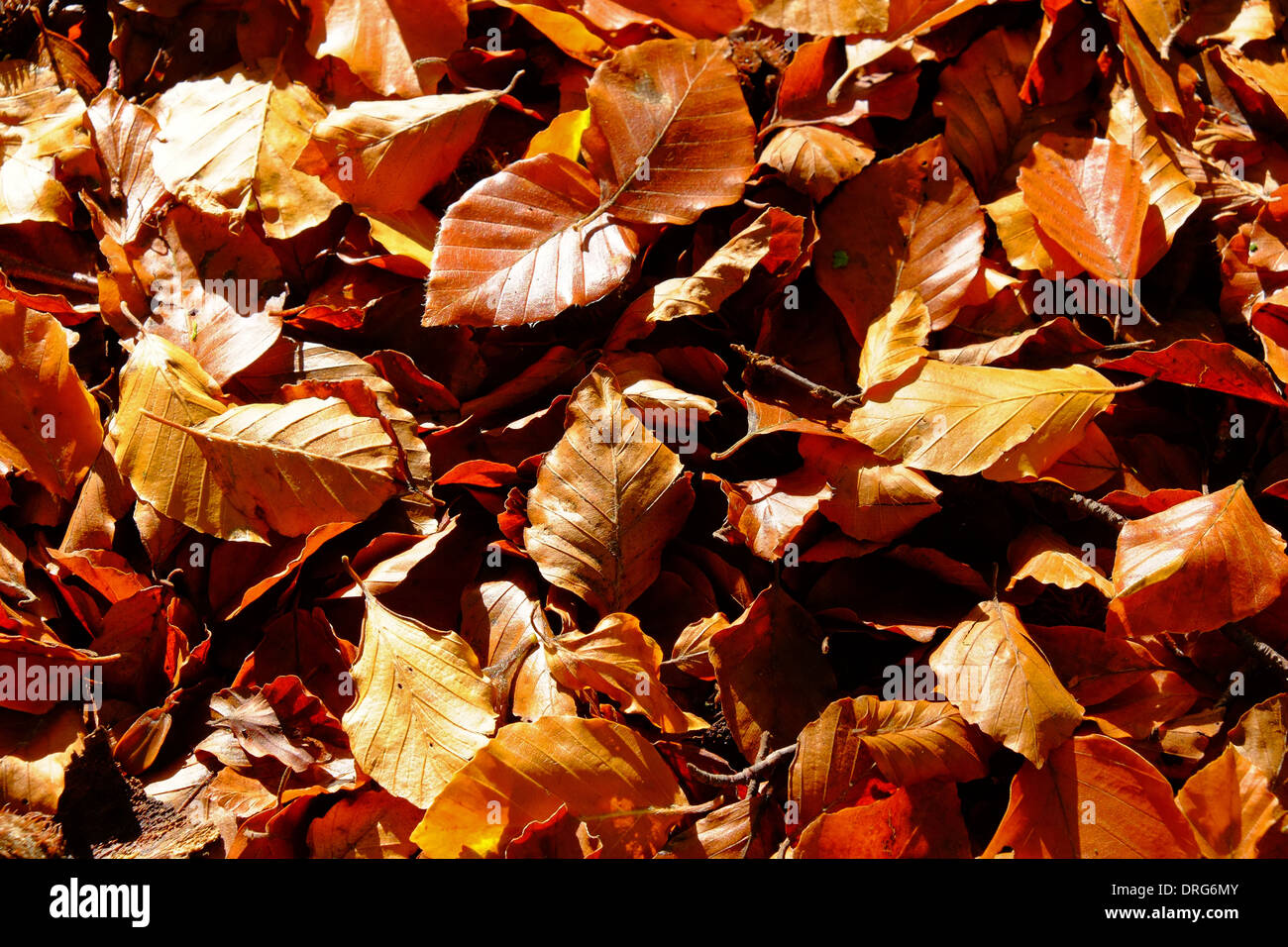 England, Cheshire, Alderley Edge Woods, autum leaves Stock Photo - Alamy