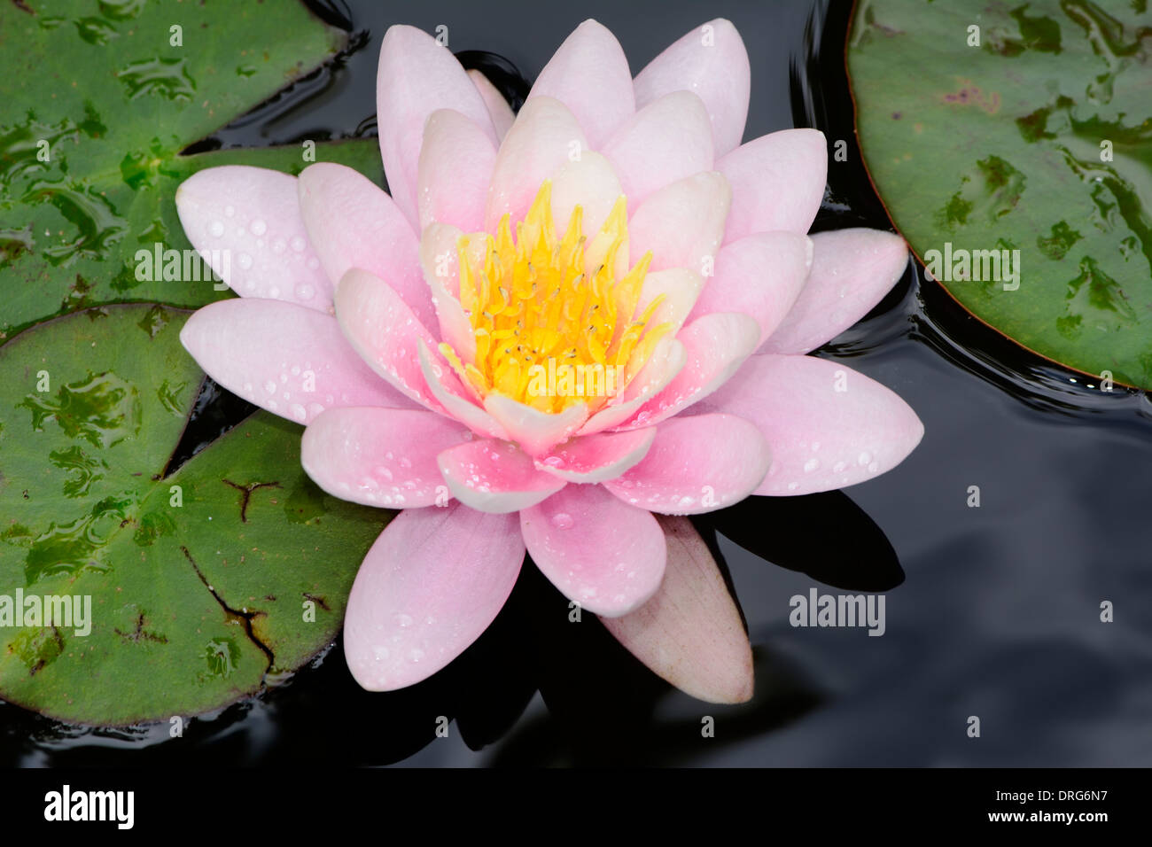 Macro lotus hi-res stock photography and images - Alamy
