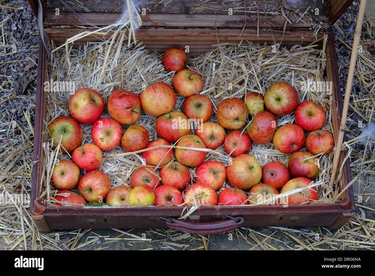 Old English Apples Stock Photos & Old English Apples Stock Images - Alamy