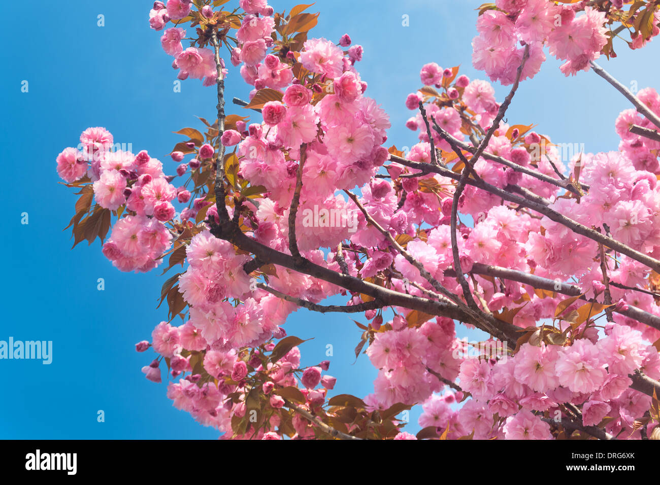Pink tree branch hi-res stock photography and images - Alamy