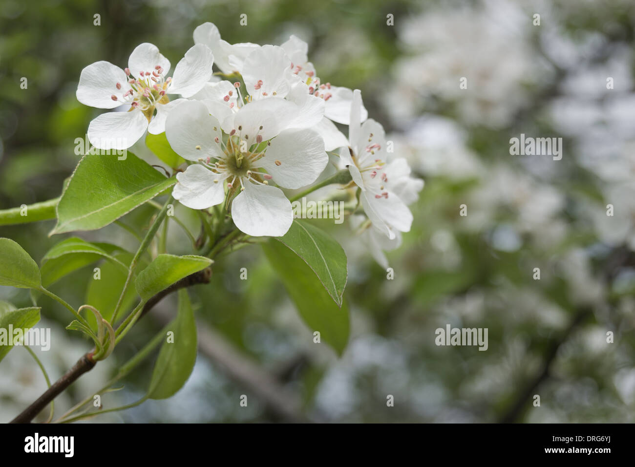 Pear tree park hi-res stock photography and images - Alamy
