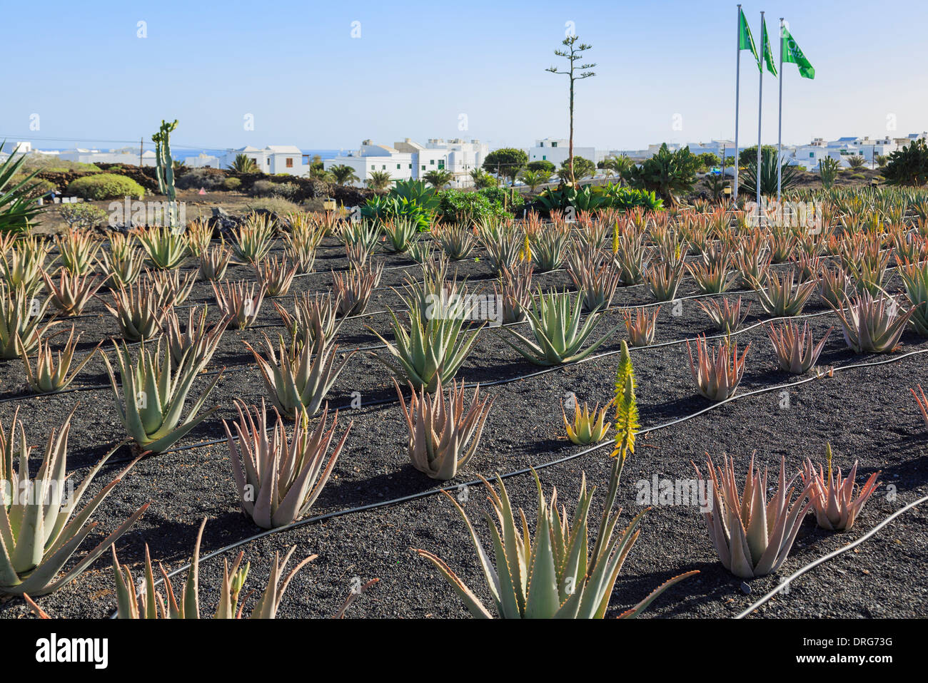 Aloe Vera Farm High Resolution Stock Photography and Images - Alamy