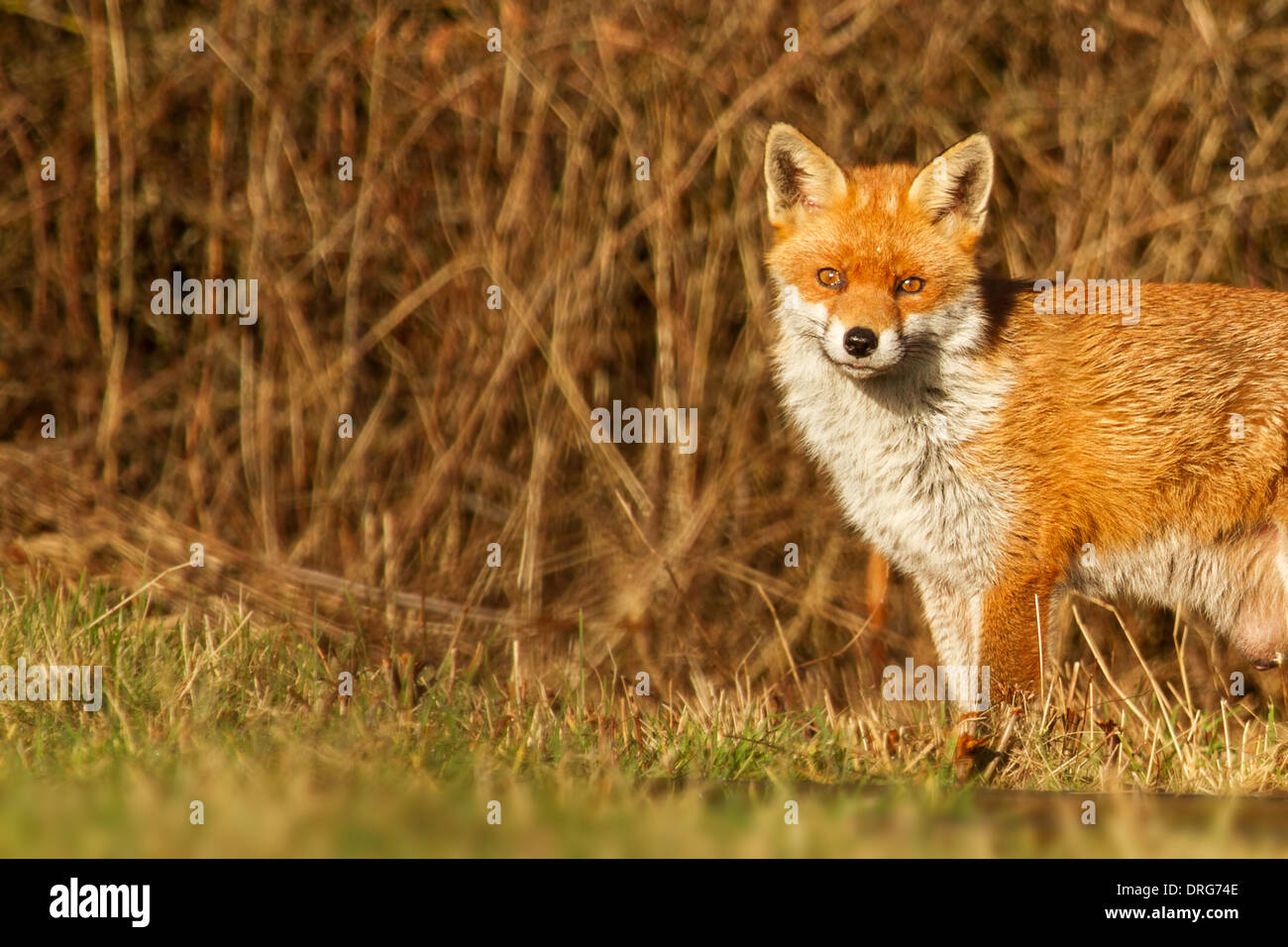 Fox sunshine hi-res stock photography and images - Alamy