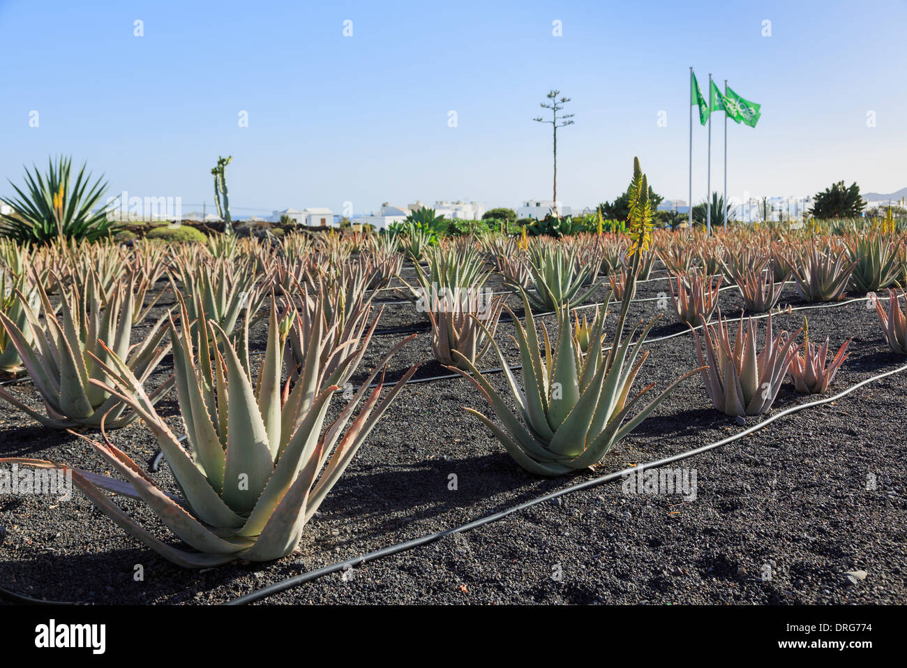 Aloe vera farm hi-res stock photography and images - Alamy