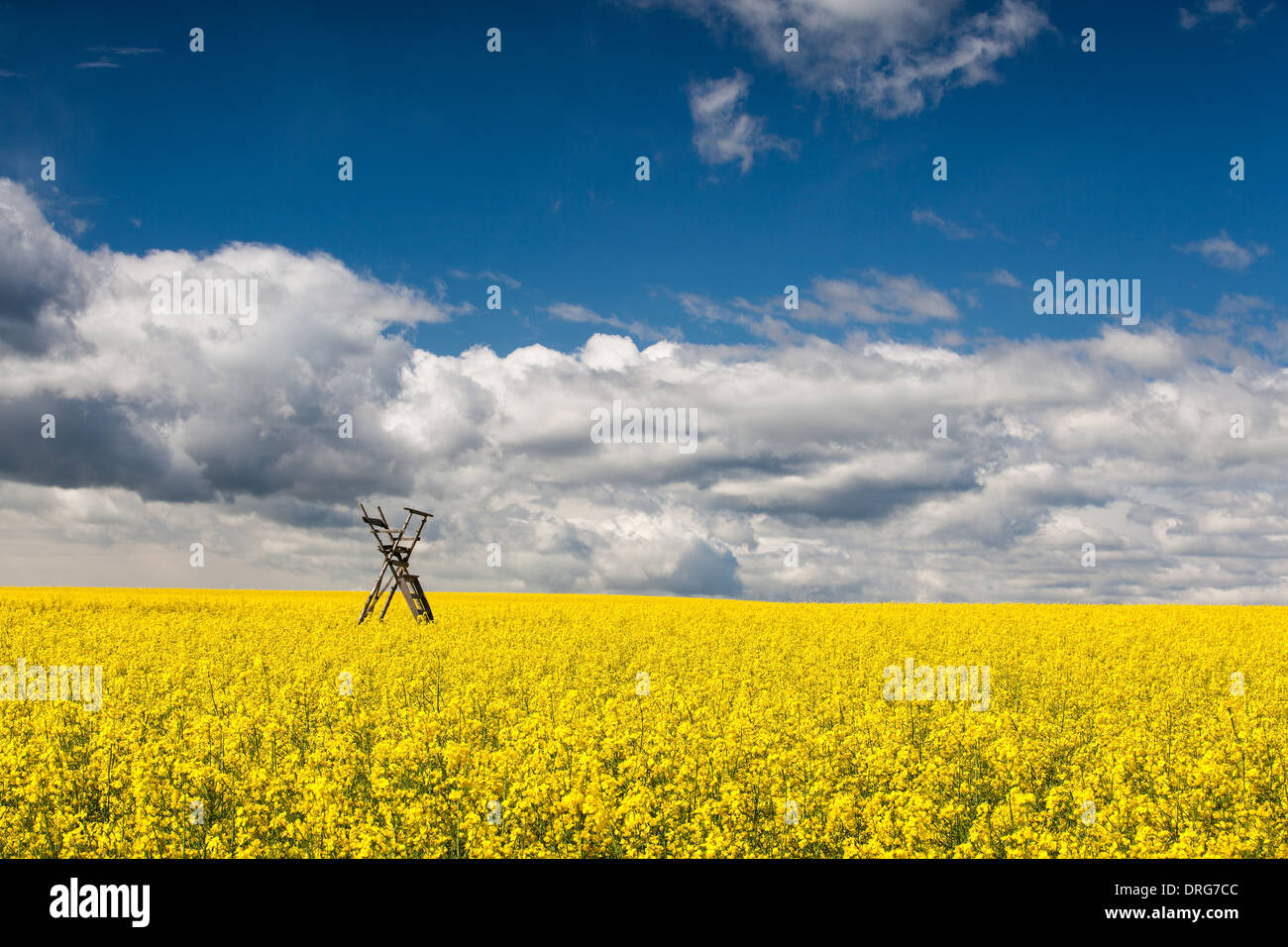Flowers of oil in rapeseed field with hunting tower Stock Photo - Alamy
