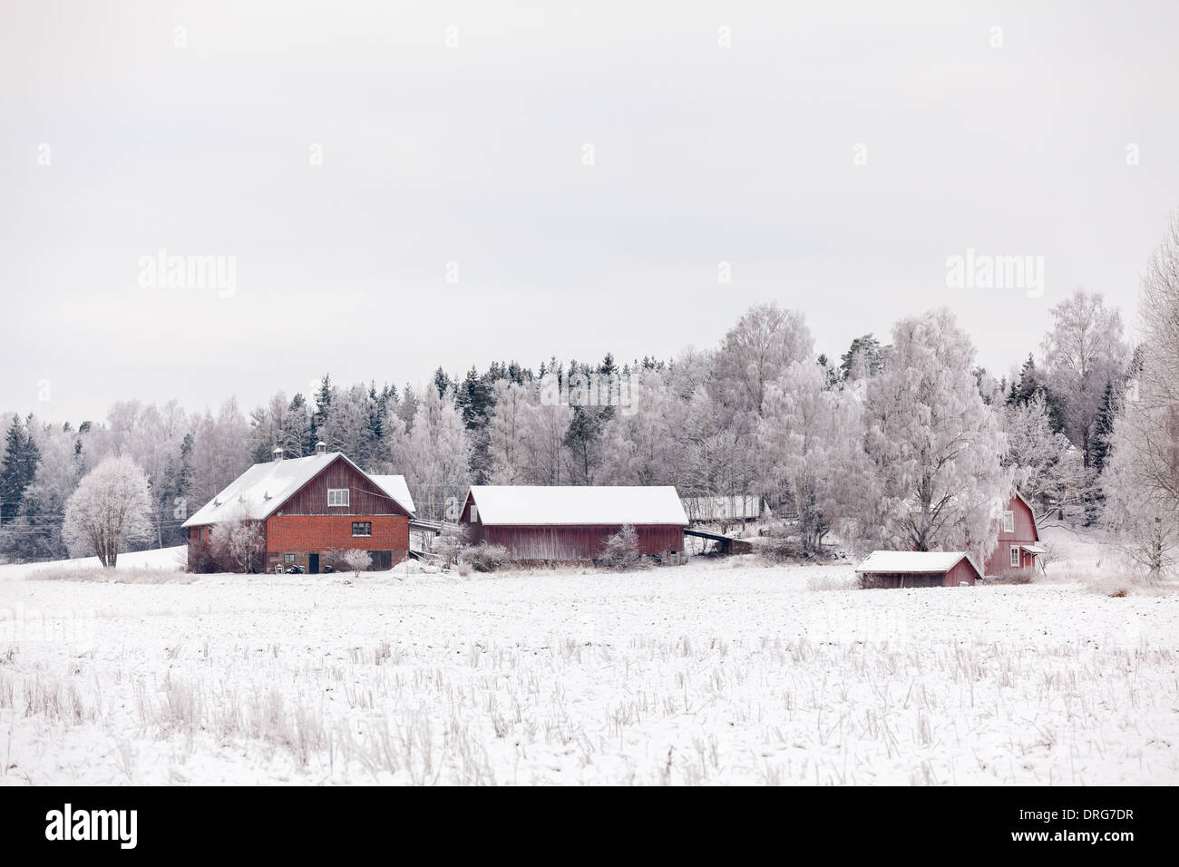 Frost covered trees old farm house hi-res stock photography and images ...