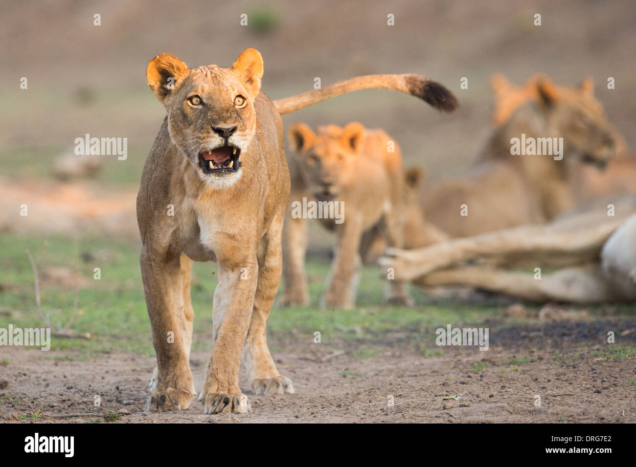 Snarl hi-res stock photography and images - Alamy