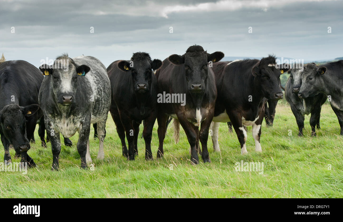 Suckler beef cattle on pasture, North Yorkshire, UK Stock Photo - Alamy