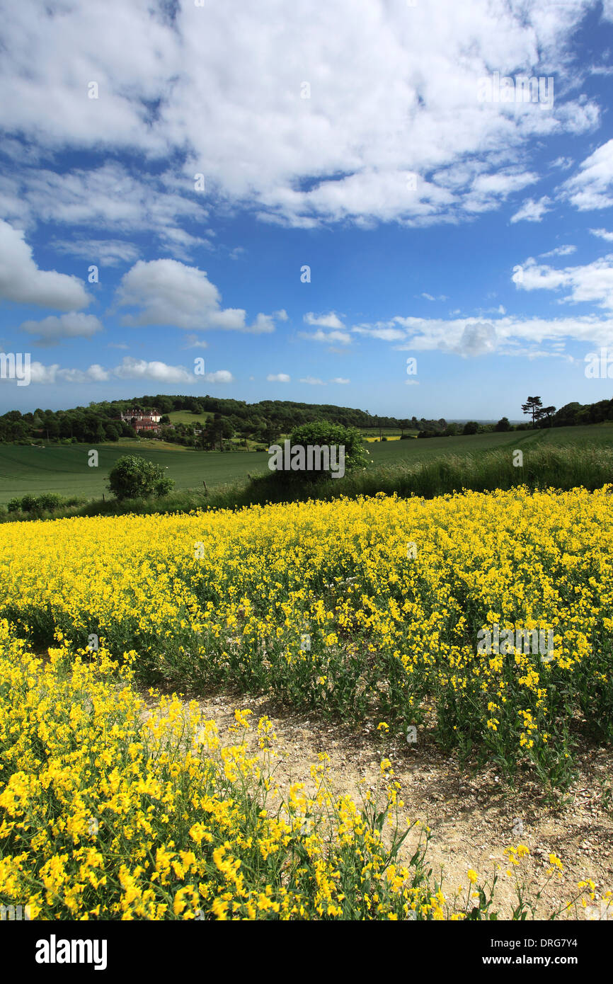 Summer Landscape over Slindon village, South Downs National Park ...