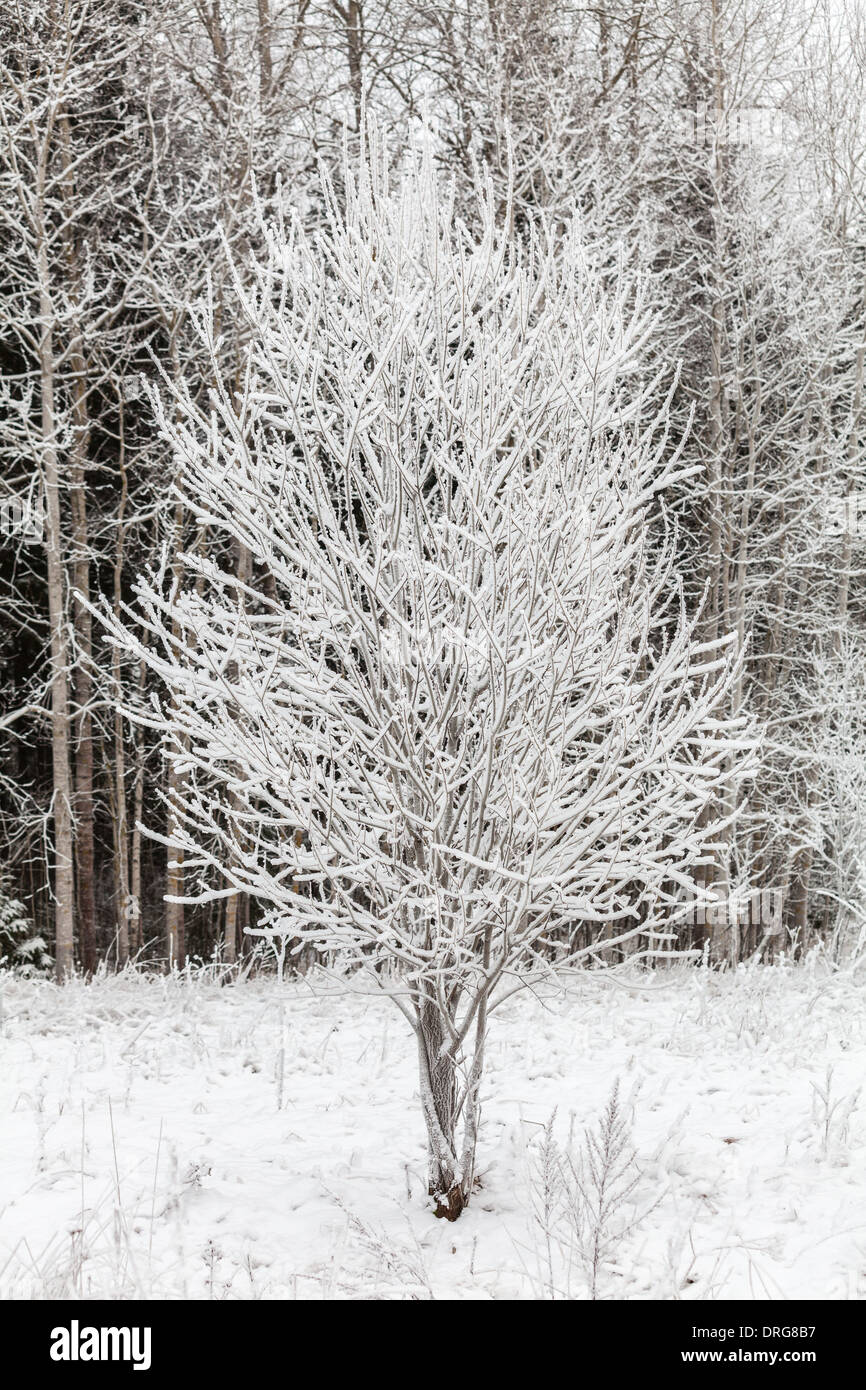 Trees frost hi-res stock photography and images - Alamy