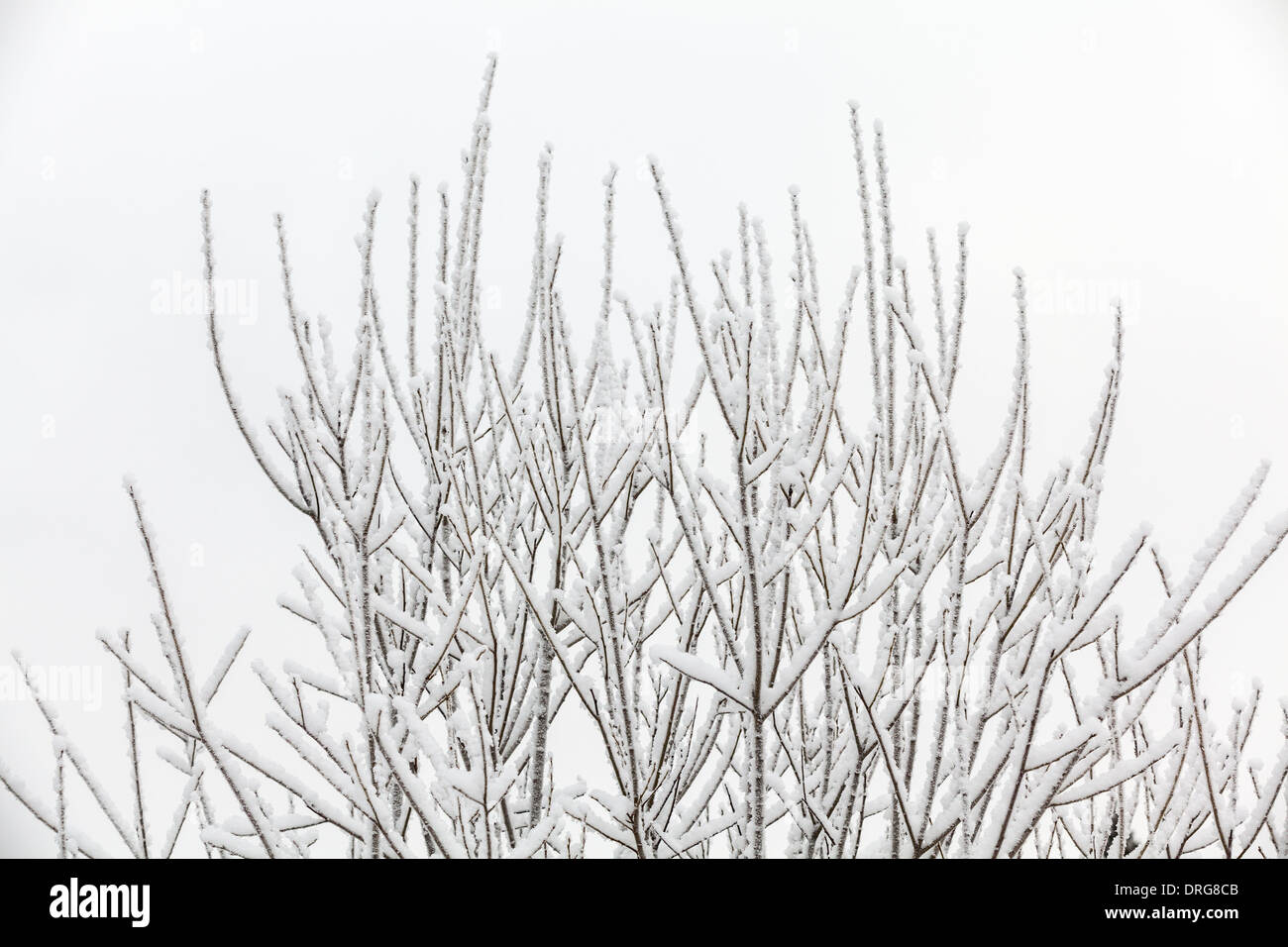 Trees frost hi-res stock photography and images - Alamy