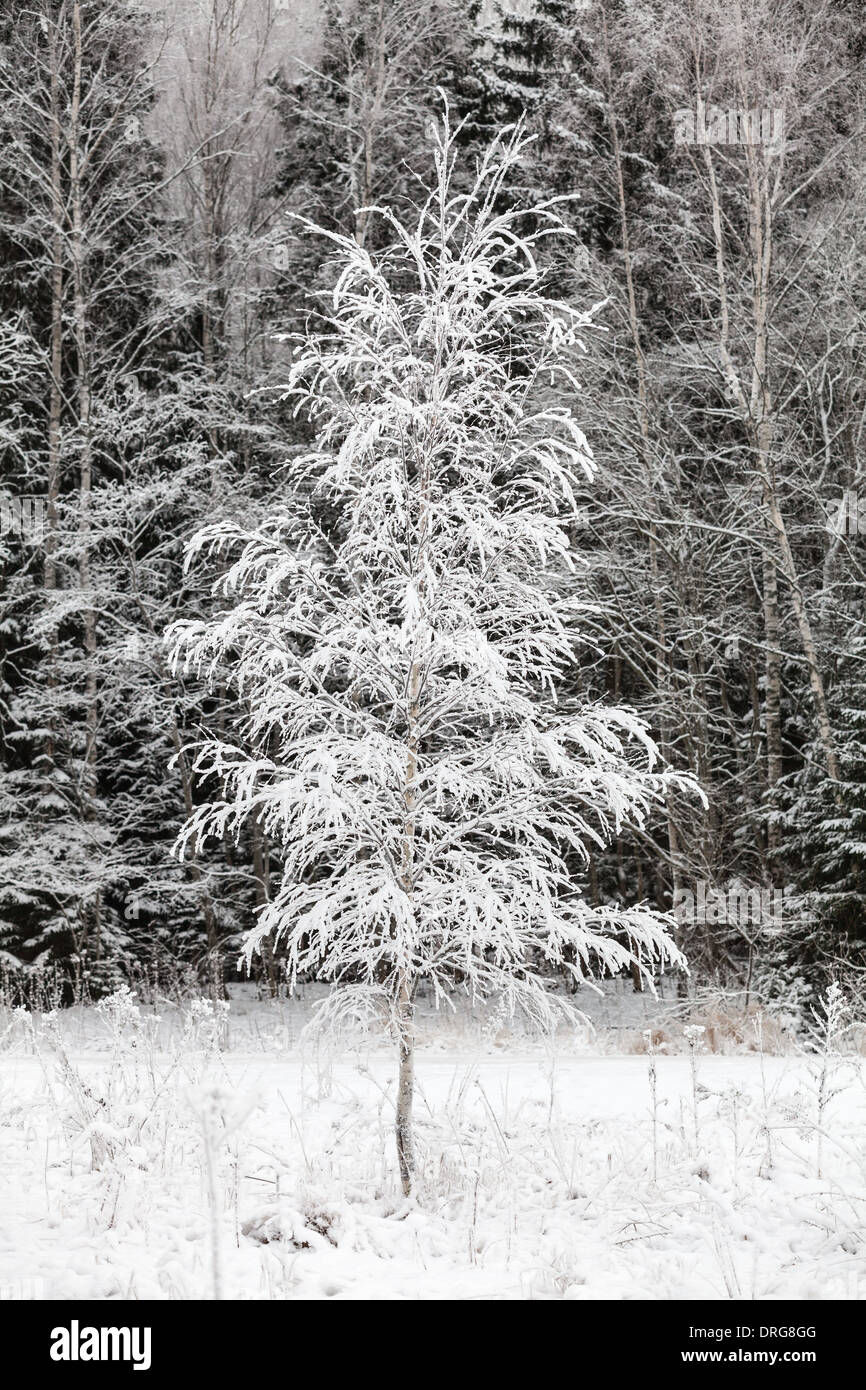Snowy snowy snowy snowy tree hi-res stock photography and images - Alamy